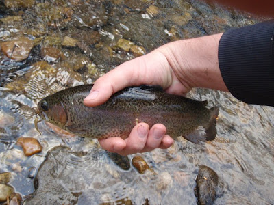 The Mid-Atlantic Sportsman: Dave's Top 5 Trout Lures!